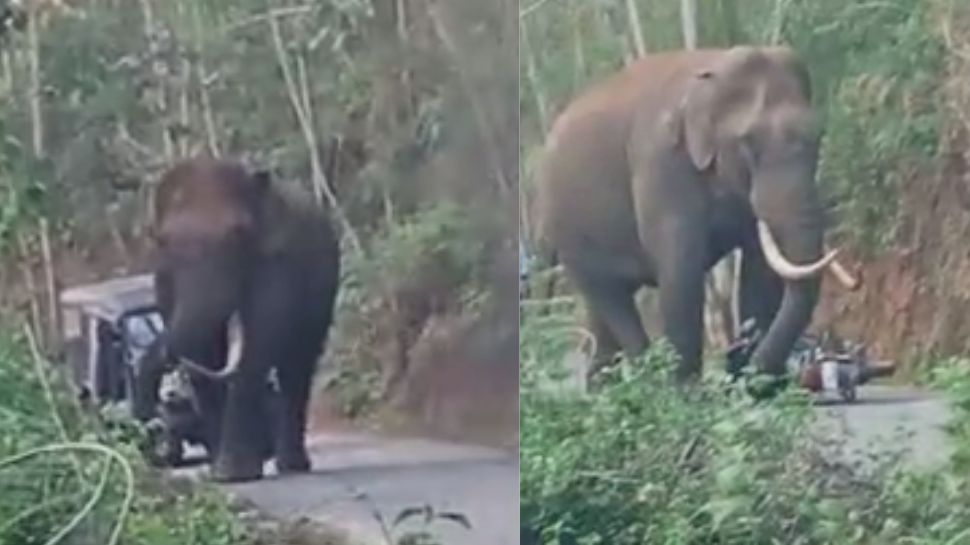 Wild Elephant attack in munnar idukki Wild elephant attack on Munnar ...