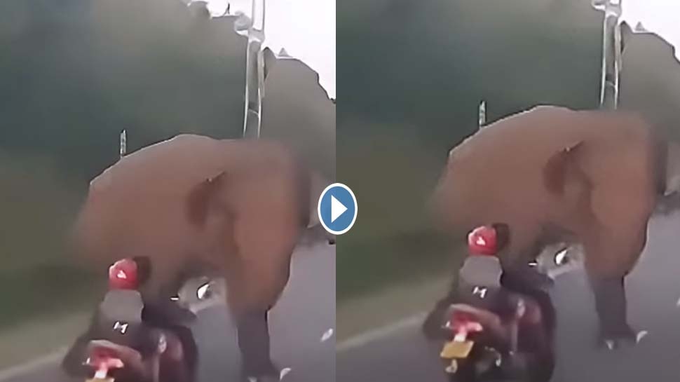 Viral Video elephant video woman scares away wild elephant from road ...