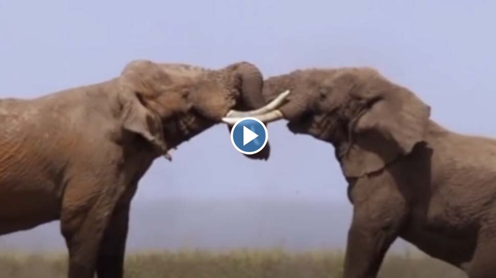 Viral Video elephant fight video went viral omg video of two big ...