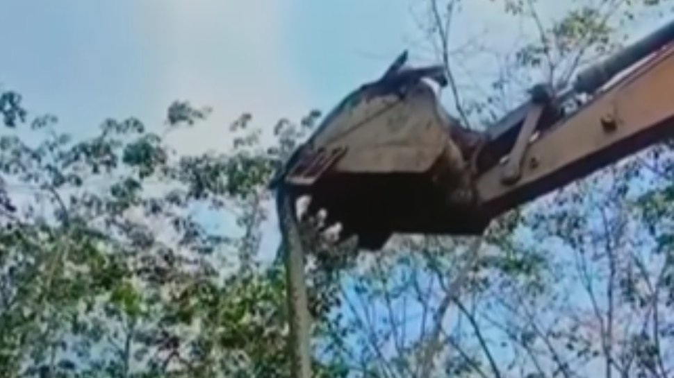 Viral Video giant python fights bulldozer omg video went viral on ...