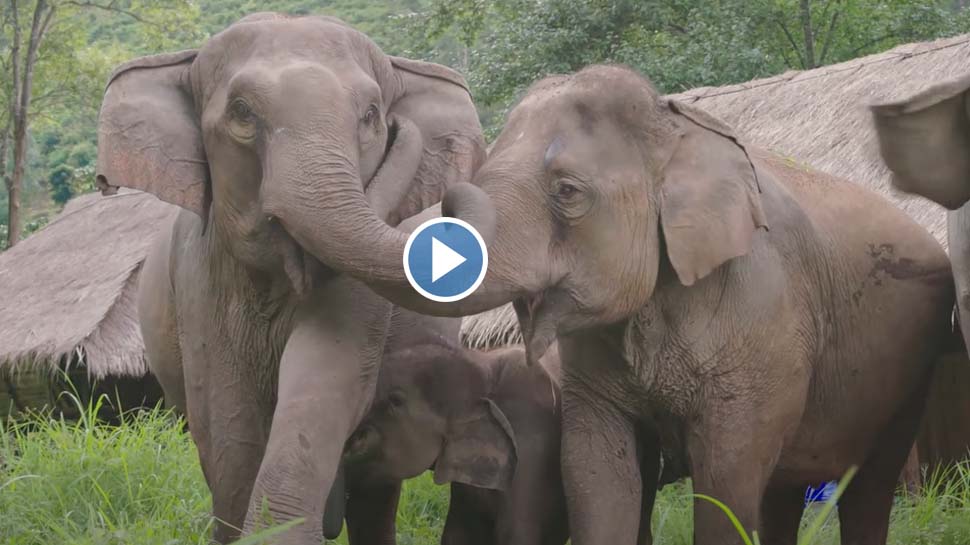 Viral Video elephant talking to each other video elephant love talk ...