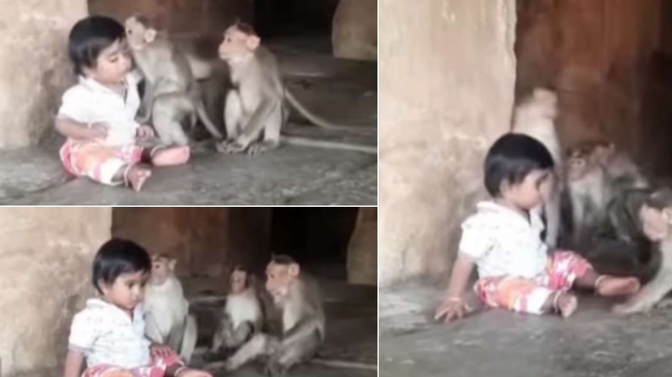 Viral Video cute video of toddler plays with monkeys adorable video ...