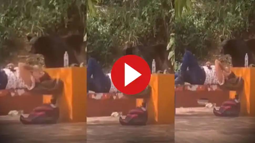 Viral Video Girl And Bear Video How Girl Faces A Bear Bravely Without Panicking Went Viral In