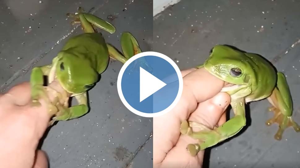 Viral Video of Tree Frog Tries to Eat Woman Finger Gets Trending in ...