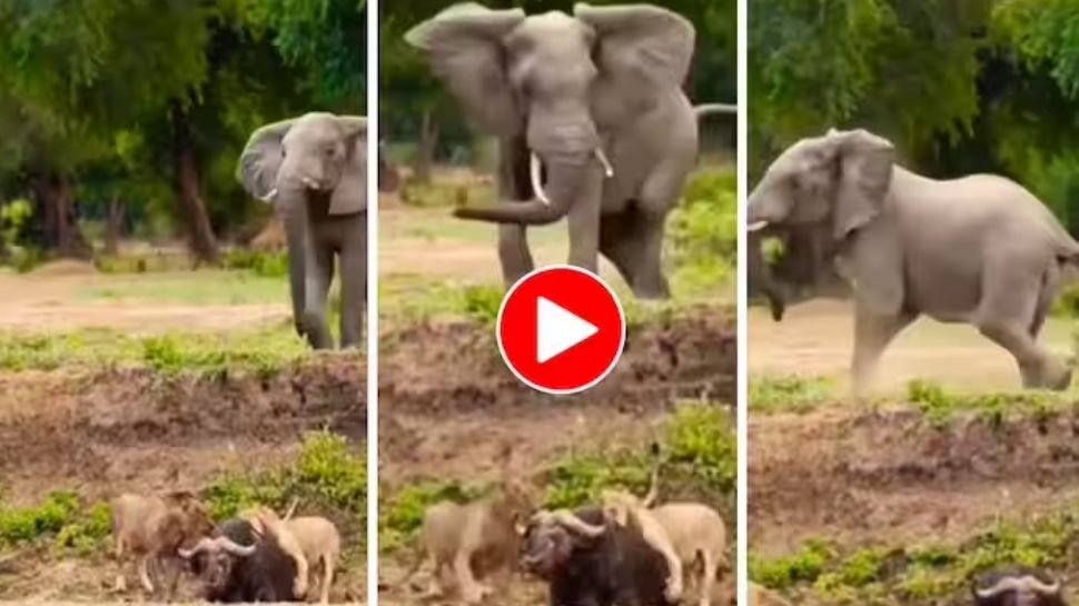 Viral video Lionesses were busy to hunt buffalo but elephant did ...