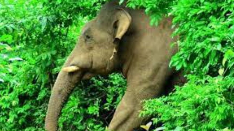 Wild elephant PT 7 came in palakkad Dhoni Wild elephant in palakkad ...