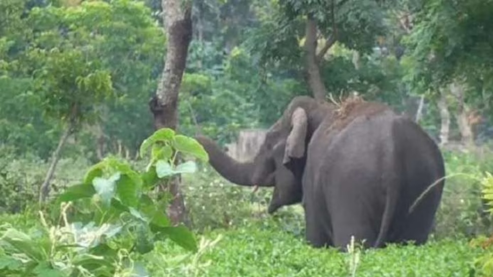 Wild elephant Pt7 in dhoni again wild elephant palakkad residents to ...
