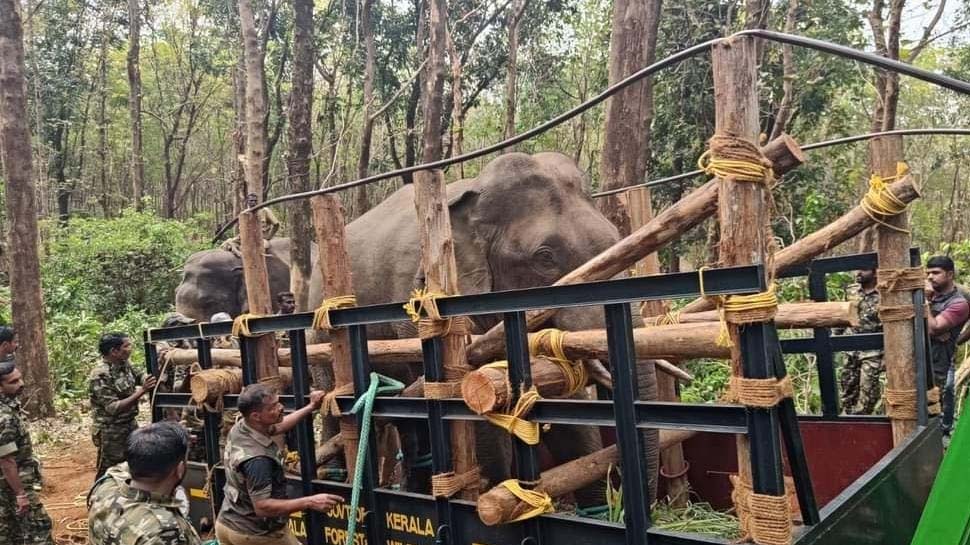 PT Seven Wild Elephant shifted to cage in dhoni sub forest section ...