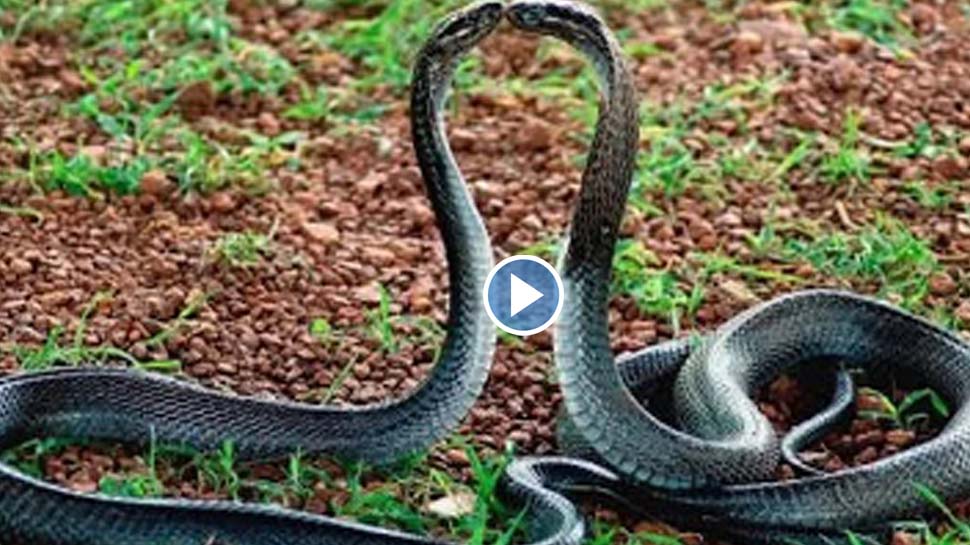 Viral Video snake dance video went viral in social media the intense ...