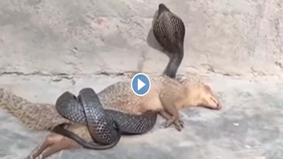 Viral black cobra mongoose fight video amuses netizens and omg video ...