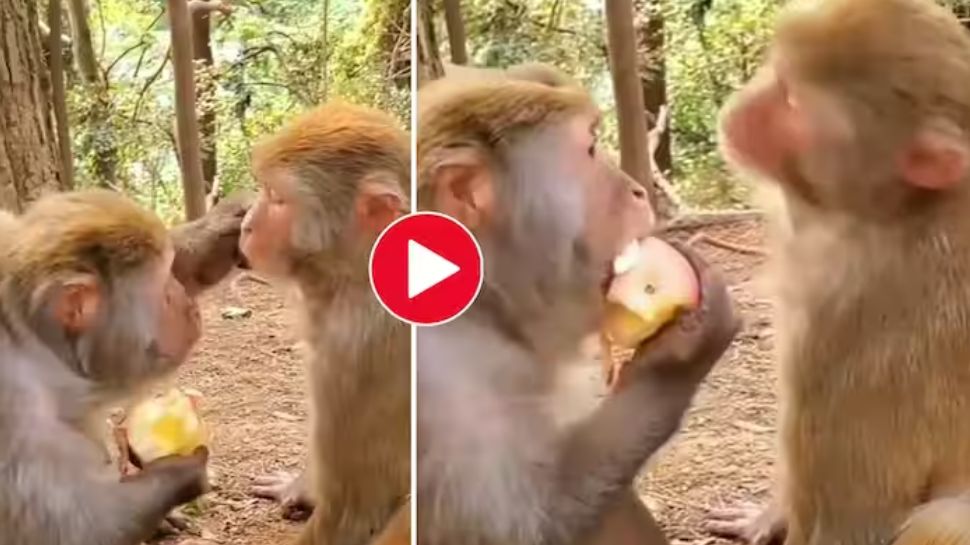Viral video monkey video google trending monkey ate apple by tempting ...