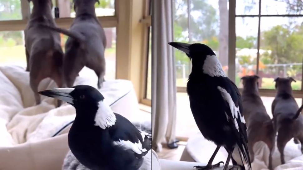Viral Video Australian magpie mimicking dogs barking Watch the ...