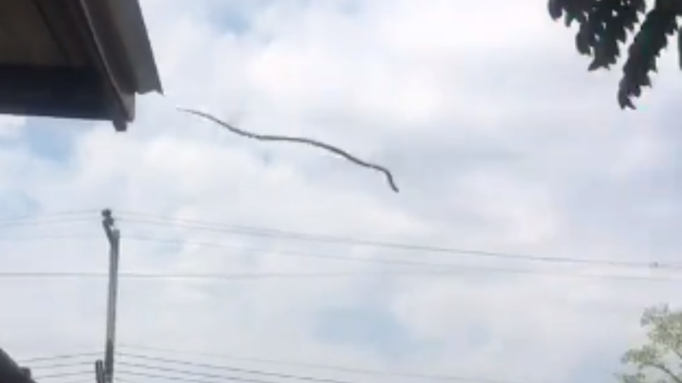 OMG snake's high jump video snake jumping on road from roof trending in ...