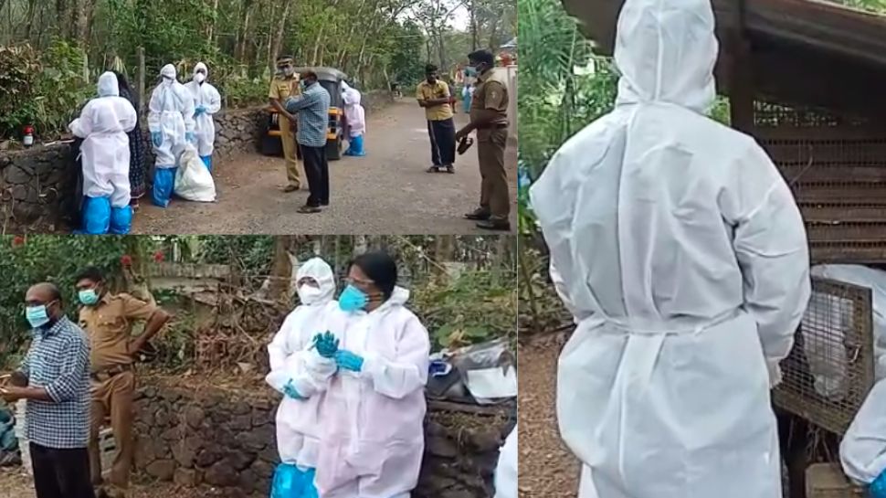 Bird Flu detected in kottayam panachikkad Killing birds massively | Bird Flu: കോട്ടയം ...