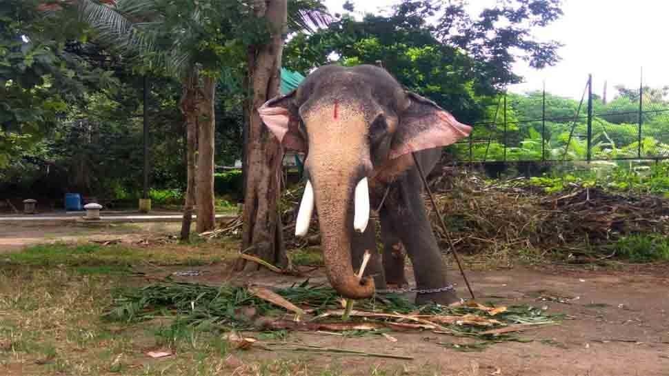 thechikottukavu ramachandran elephant got record amount for ...