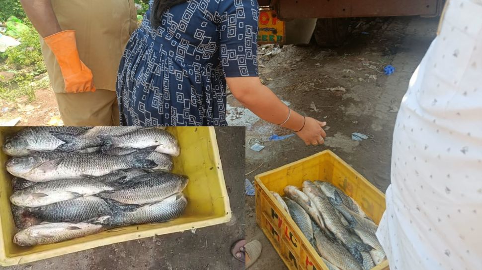Two Container Lorry With Full of Rotten Fish Raid in Kochi Maradu ...