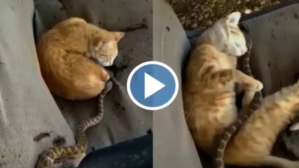 Viral video snake plays with sleeping cat see what happens next will ...