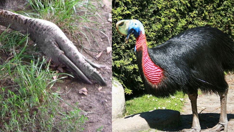 Cassowary Bird: The most dangerous bird in the world, that can even ...
