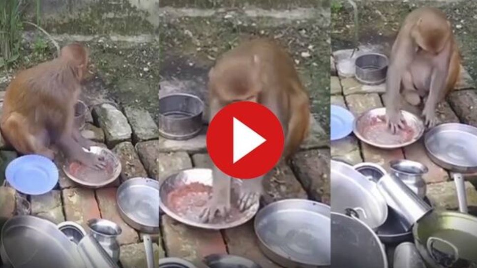 Viral Funny Video of Monkey washing utensils amazes netizens and went ...