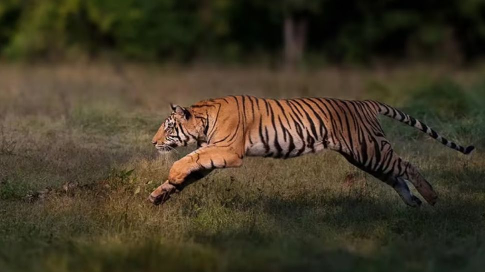 Tiger attack in kerala karnataka border two people in a family killed ...