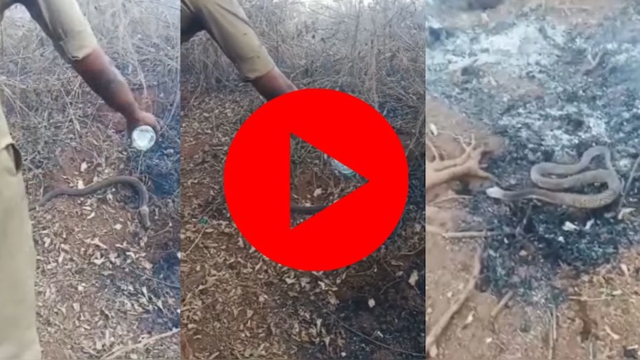 Viral Video Fire Force Officials Helps Cobra From Wildfire in Thrissur ...