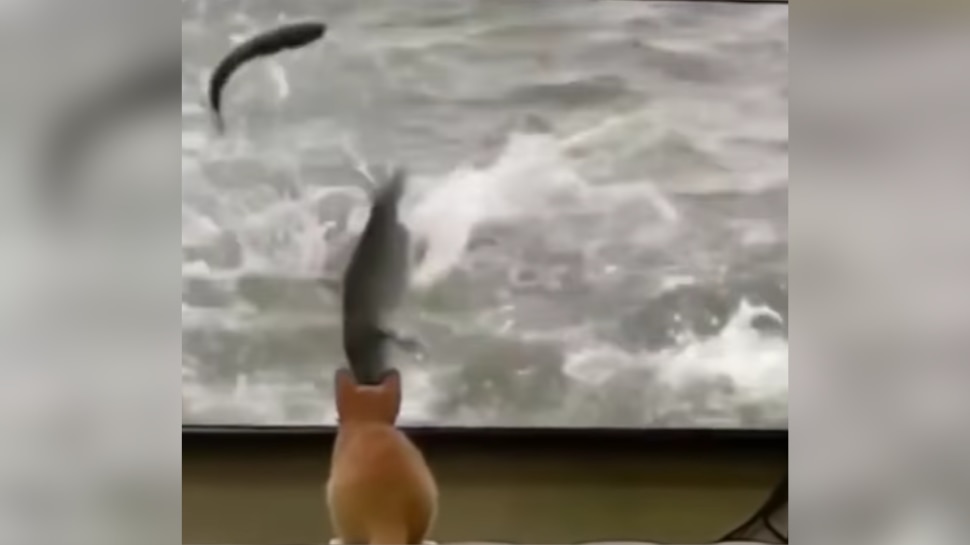 Viral Video cat trying to catch fish in tv funny video goes trending in ...