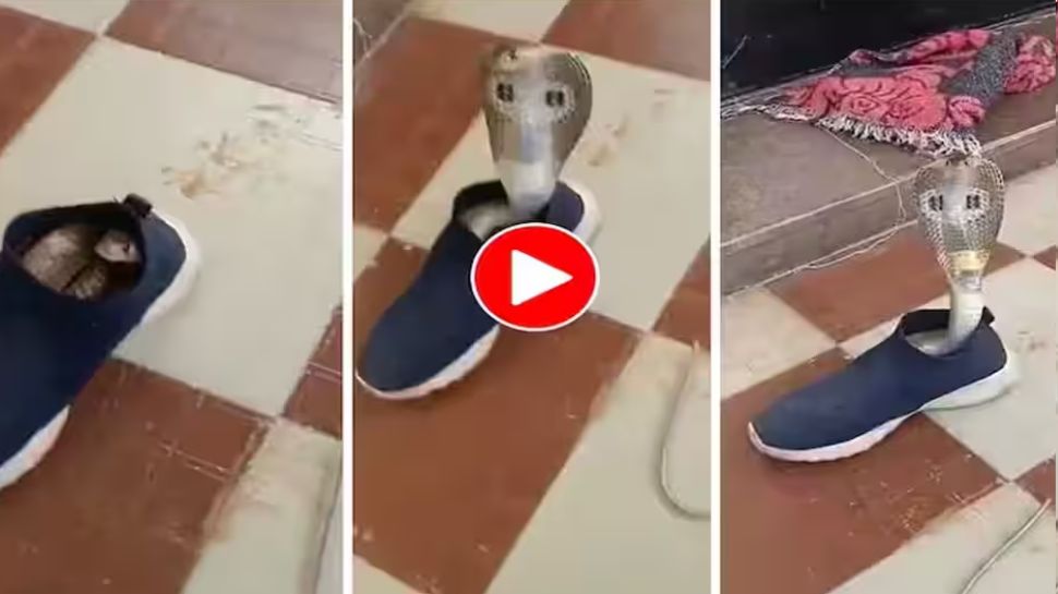 Viral video of Cobra hiding inside shoe shoe see what happens next omg ...