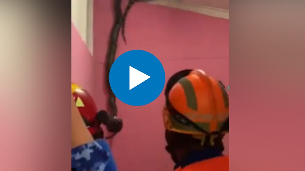 Viral video: Three giant pythons fall down from ceiling see what ...