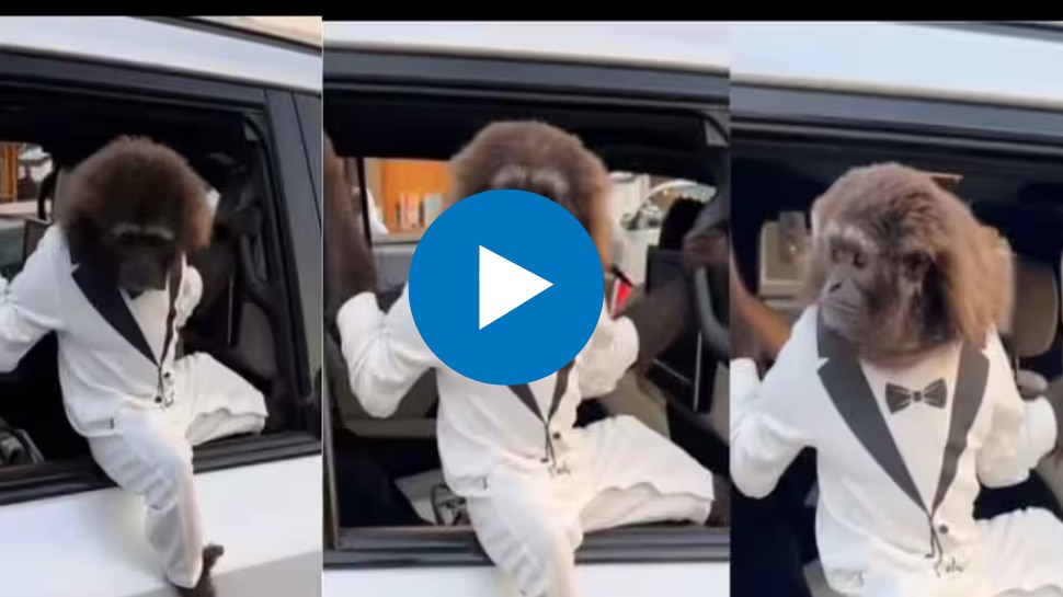 Viral funny Video: Monkey dressed up in coat suit shows attitude video ...