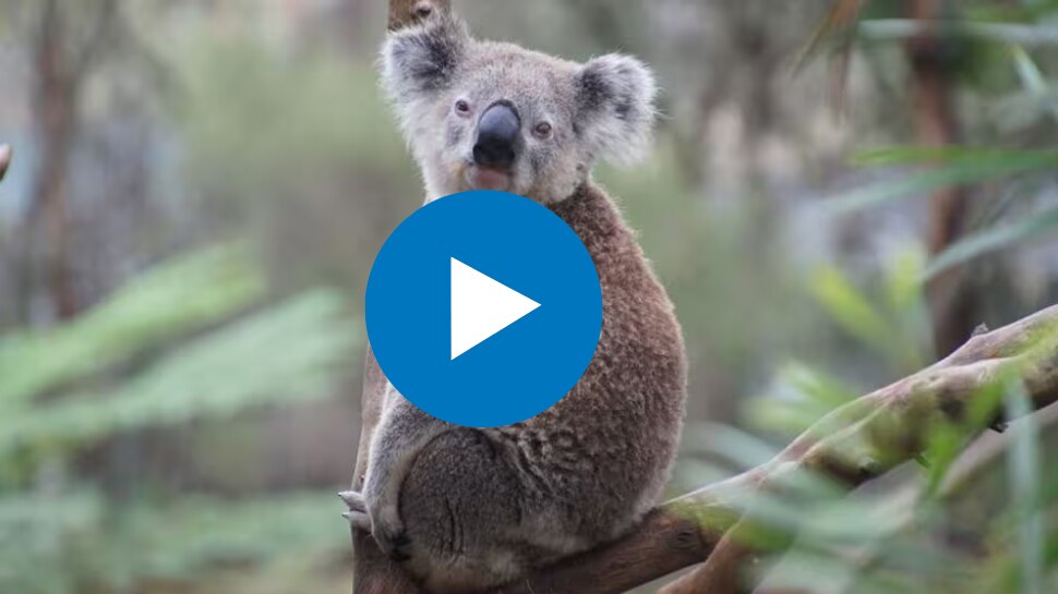 Viral Video Koala video google trending video of koala giving birth to her baby netizen calls it ...