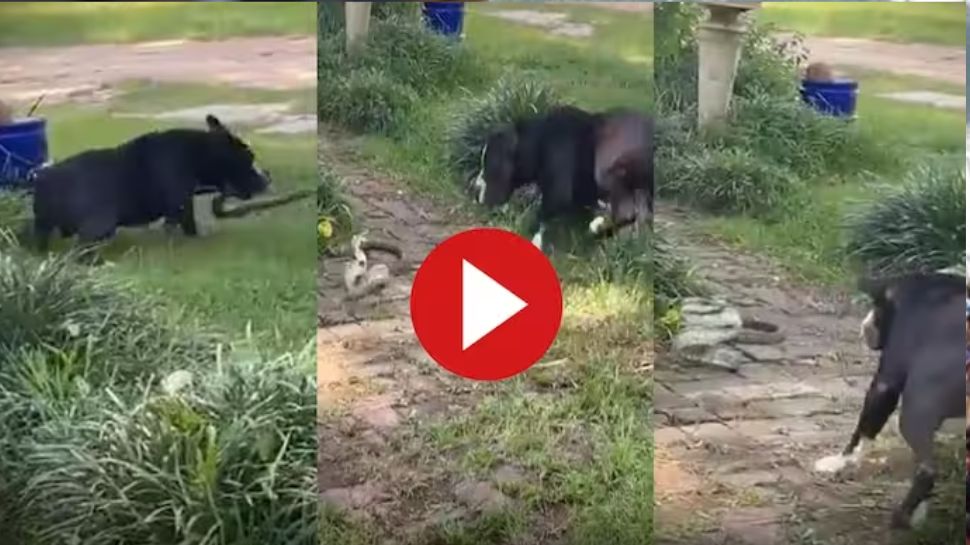 Viral video dog attacking snake video snake vs doggy fight video omg ...