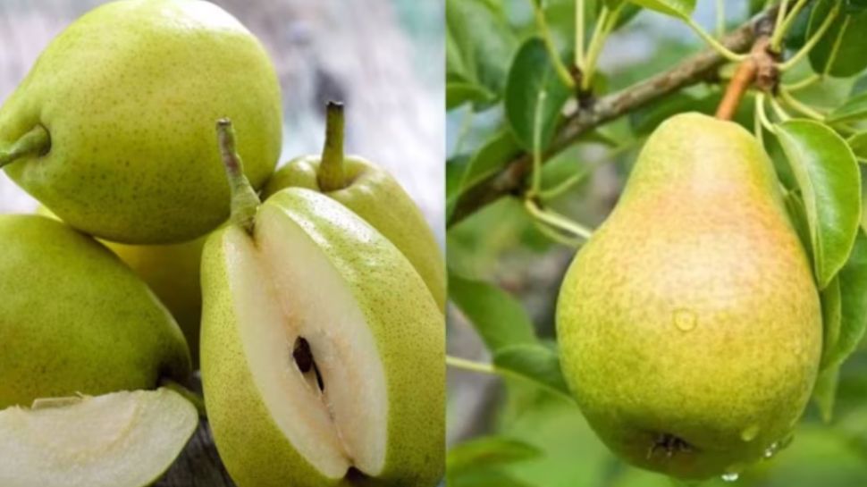 Side effects of pear who should not eat pear even by mistake l Pear ...