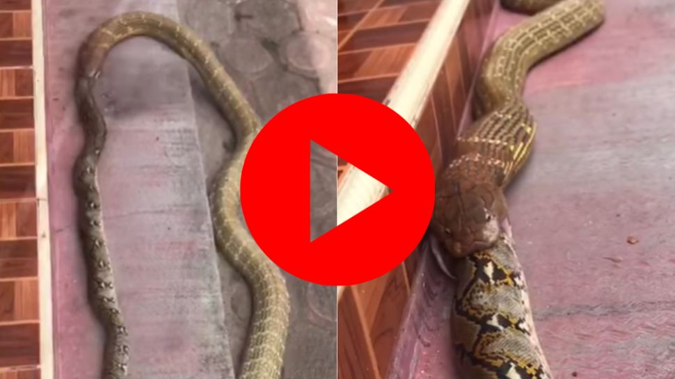 Viral Video King Cobra Swallows Huge Python Trending Video Makes ...