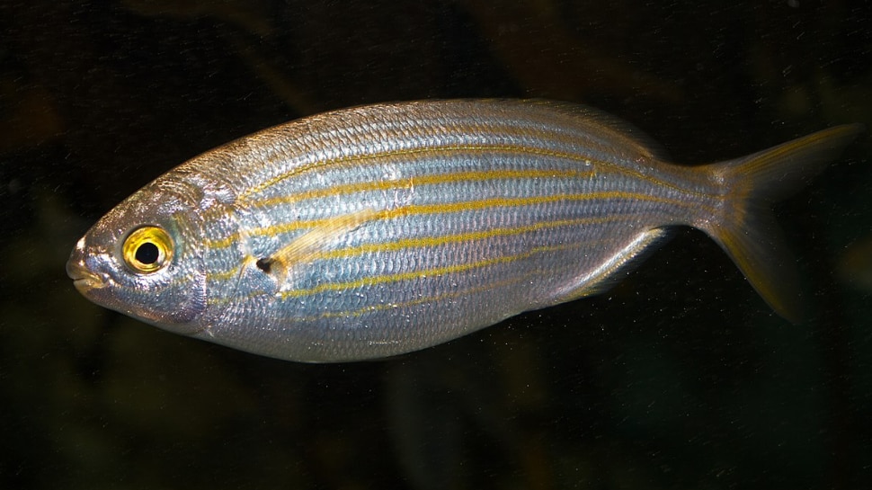 The 'Dream Fish' Sarpa Salpa, which gives hallucinations equal to ...