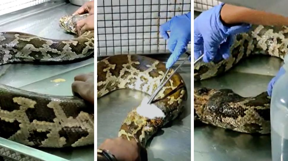 python caught in a fishing net in the paddy field | Video ...