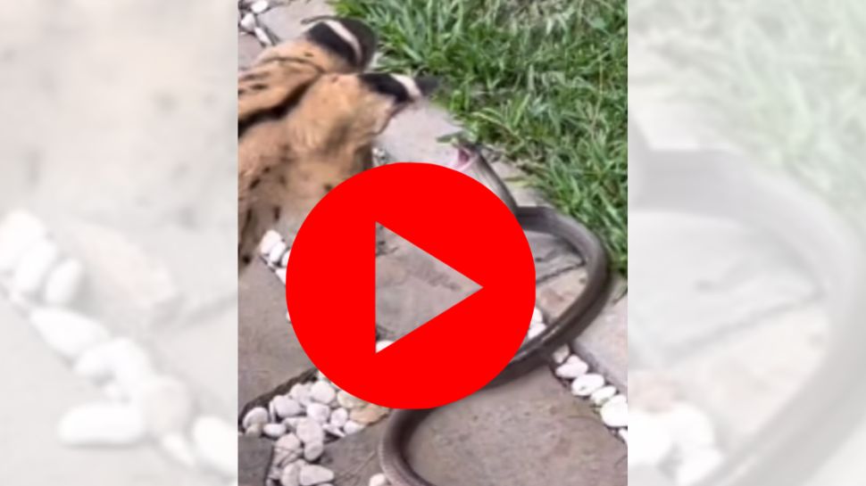 Viral Video Snake Get Beaten By Cat Trending Video Makes Netizen to ...