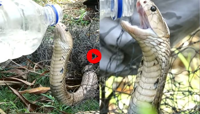 Viral video thirsty white king cobra video king cobra drinks water omg ...