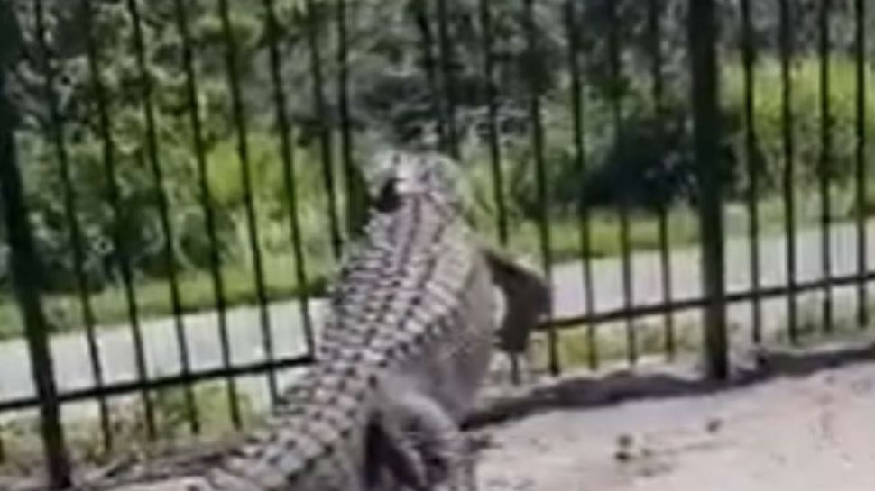 Massive alligator bends metal fence like a paper spine chilling viral ...