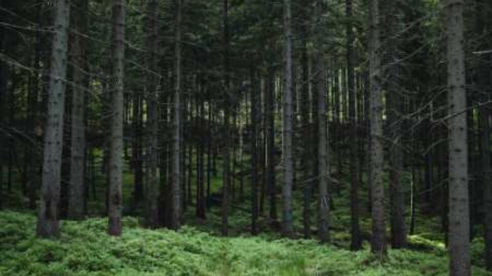 Optical illusion test you can spot the hidden bear within 5 seconds ...