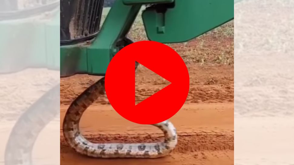 Viral Video Python Bite Itself on its Tail Confused As Prey Netizen ...