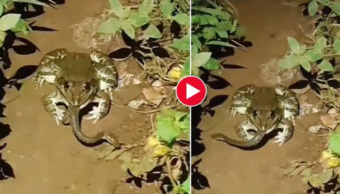 Viral video of snake and frog fight video goes trending in social media ...