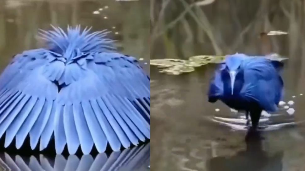 Viral Video these Bird using its wings like an umbrella Trending Video ...