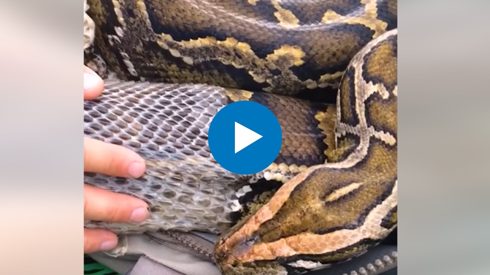 Viral Video Python shedding skin video giant python shedding its whole ...