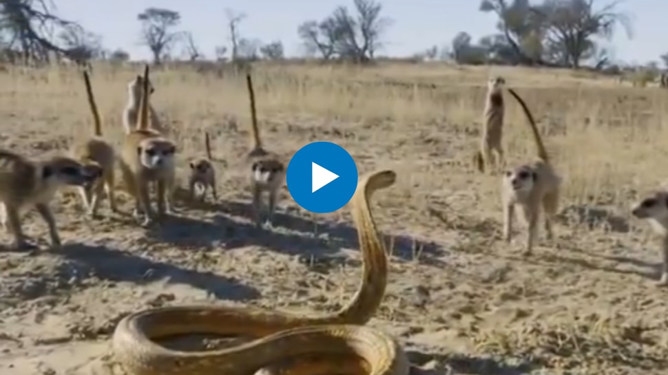 Viral Video Snake meerkat fight video cobra facing a herd of meerkats ...