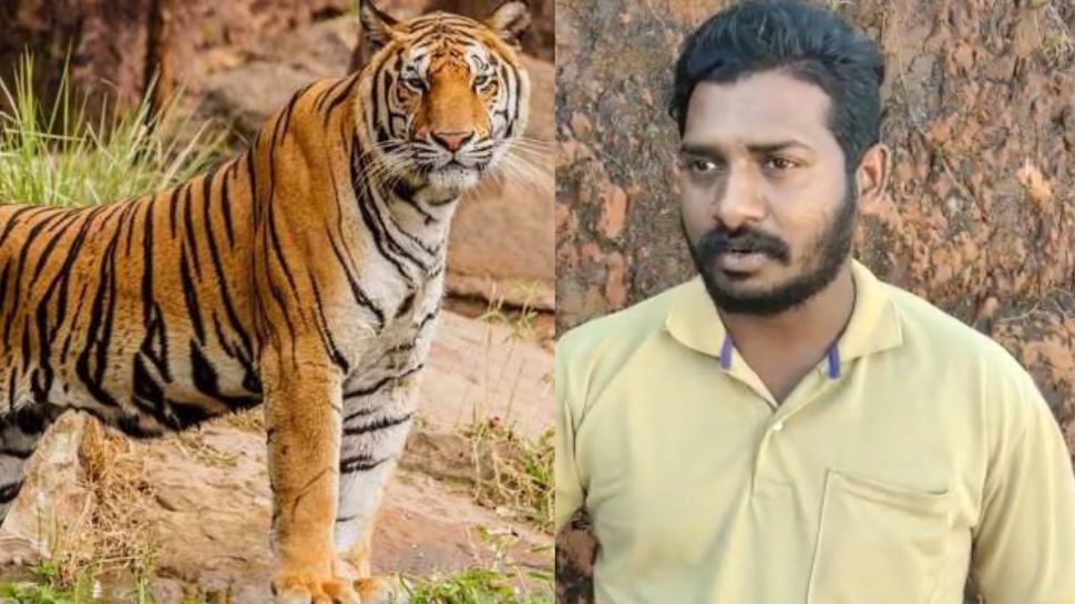 Shocking incident Two Tigers Ran Towards a Lorry Driver in Idukki ...