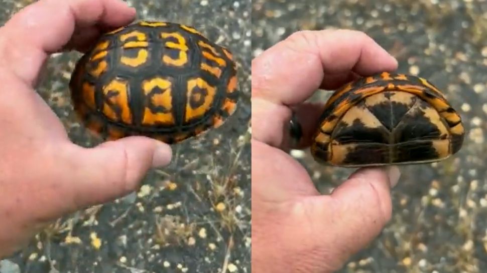 Viral Video Amazing fact of Box turtles Seems like a small box Watch ...