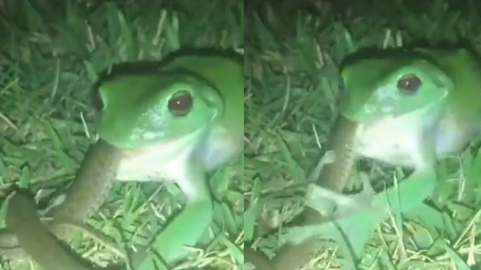 Viral Video Green frog trying to eate a snake | പാമ്പിനെ തിന്നുന്ന പച്ച ...