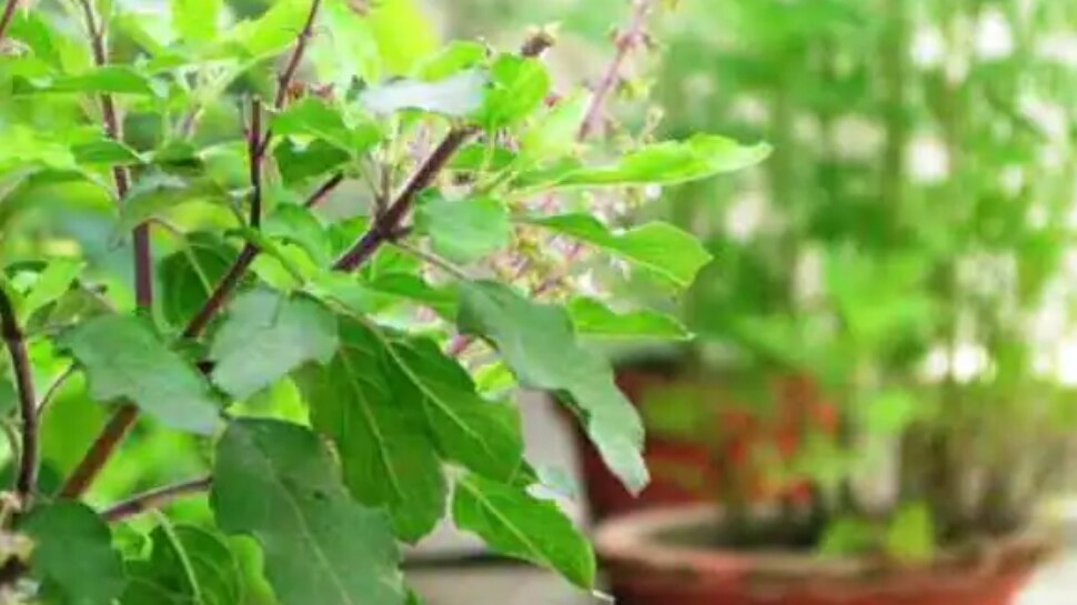 Tulsi Health Benefits from controlling diabetics to skin care know the ...