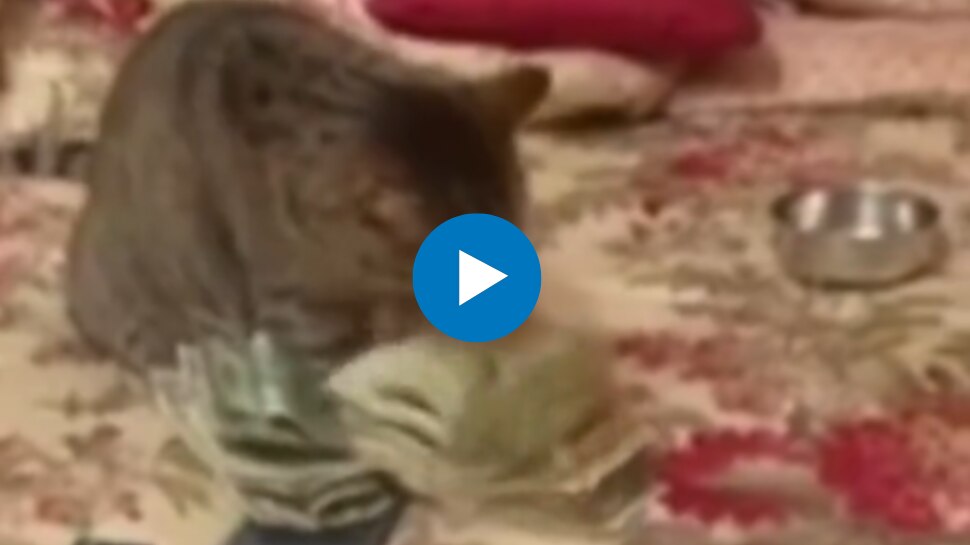 Viral Video of Cat counting the money funny video of cat went trending ...