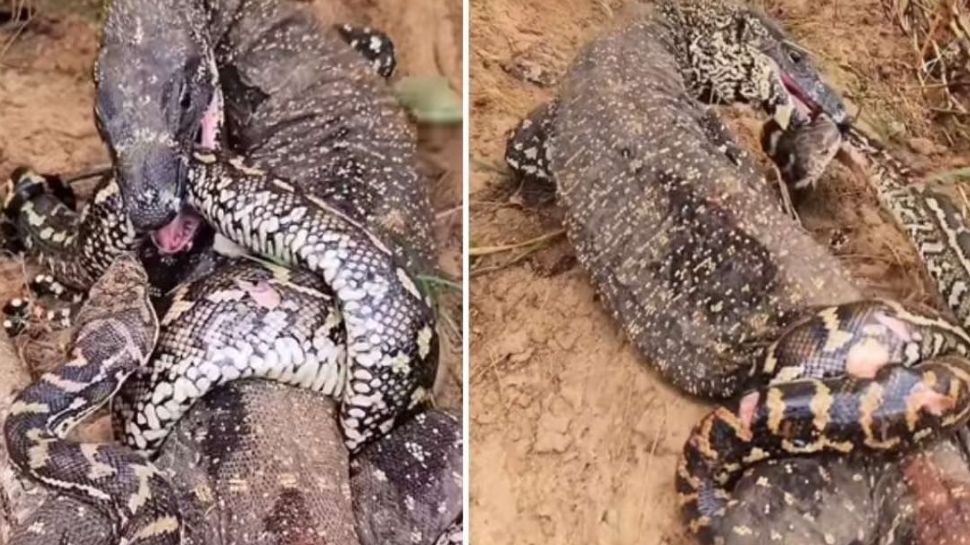 Viral Video Komodo dragon and python fight to death watch who wins ...